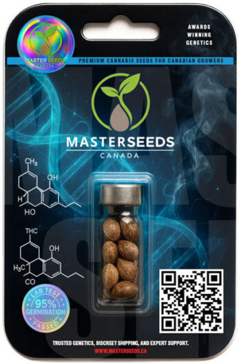 Buy Mendo Breath (Feminized) Cannabis Seeds - Master Seeds
